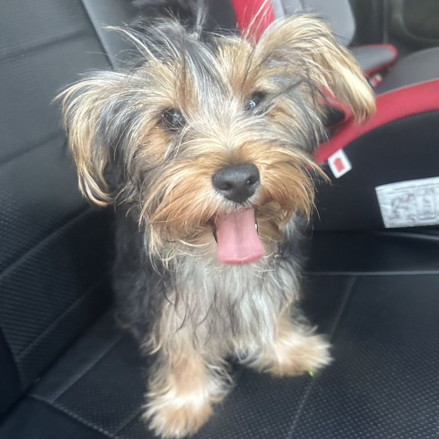 Йоркширский терьер