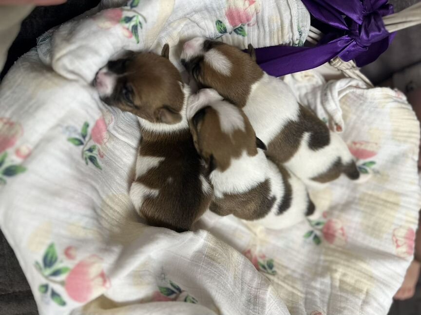 Джек расл терьер щенки