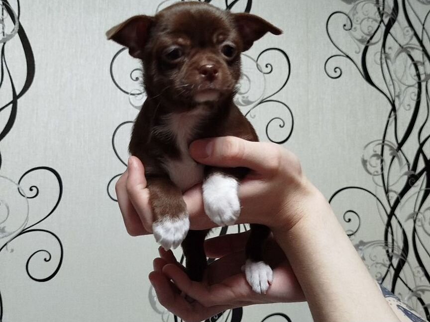 Чихуахуа щенки