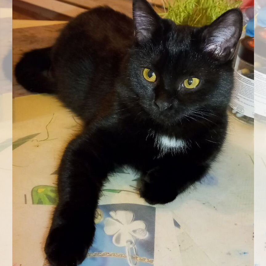 Чёрный котёнок девочка