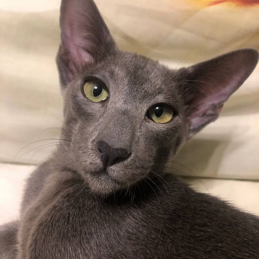 Ориентальный котёнок