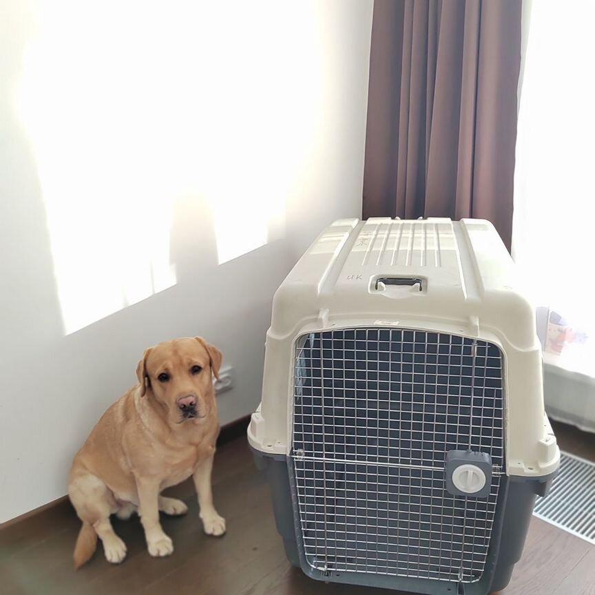 Переноска для собак