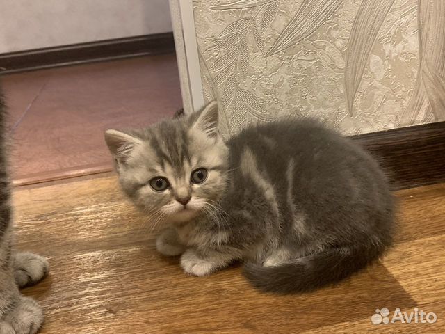 Кошки