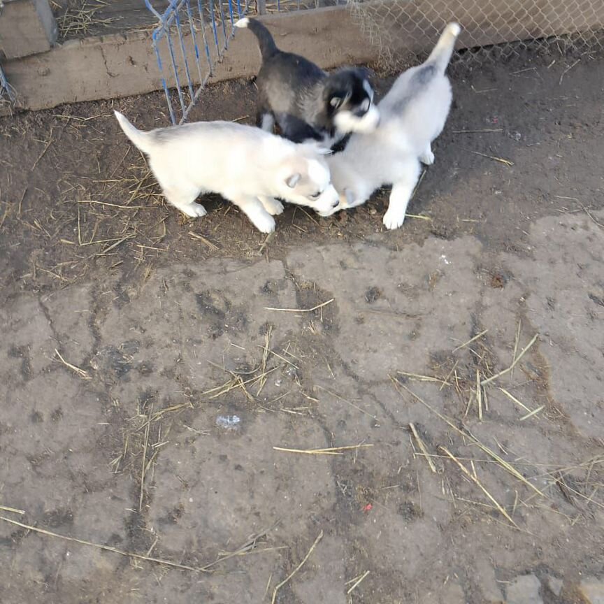 Сибирский хаски