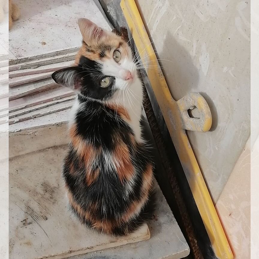 Отдам котенка в добрые руки