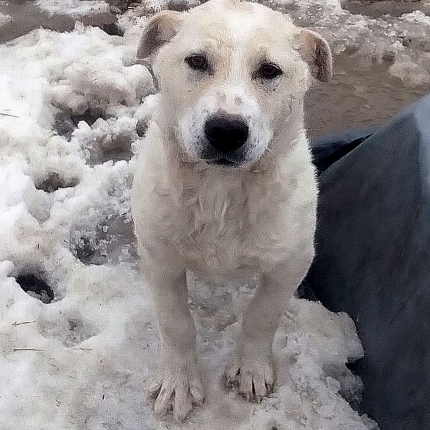 Щенок в добрые руки