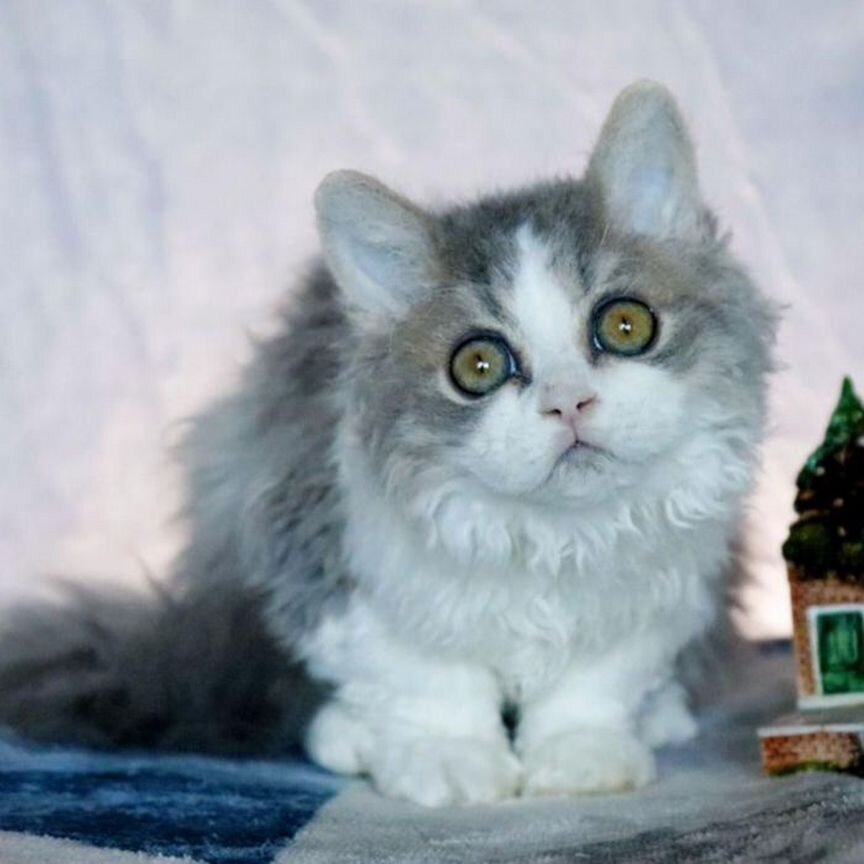 Кудрявый котенок Яшенька