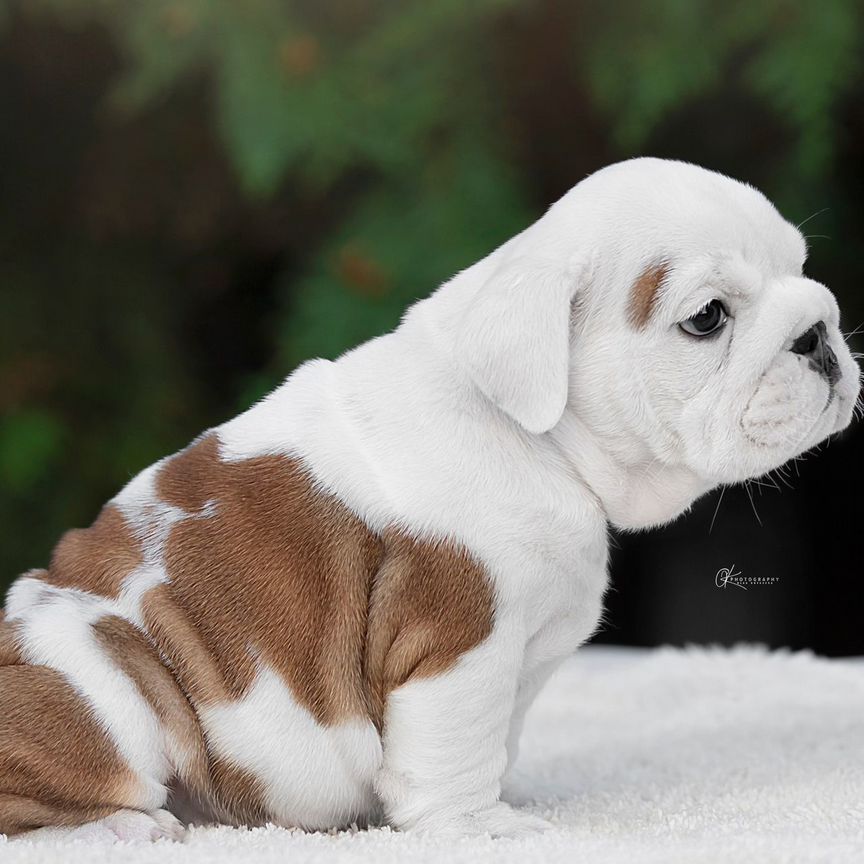 Самая обоятельная и привлекательная