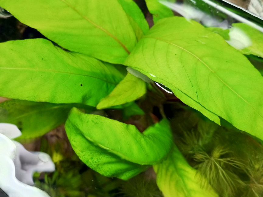 Лимонник, Гигрофила для аквариума