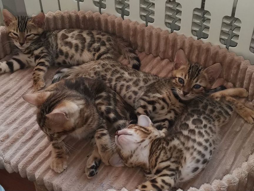 Бенгальские котята