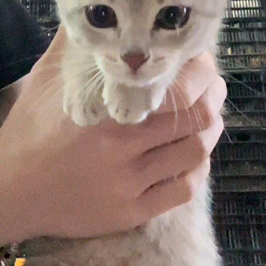 Шотладские котята