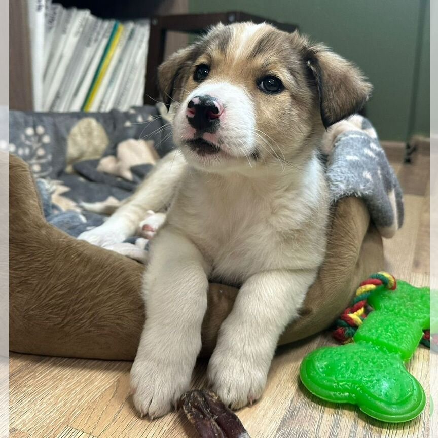 Щенок в добрые руки