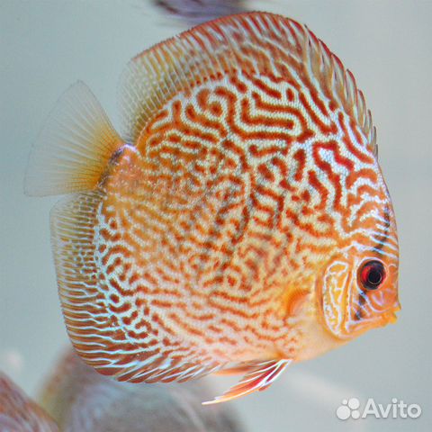 Дискусы Змеи и Туркисы