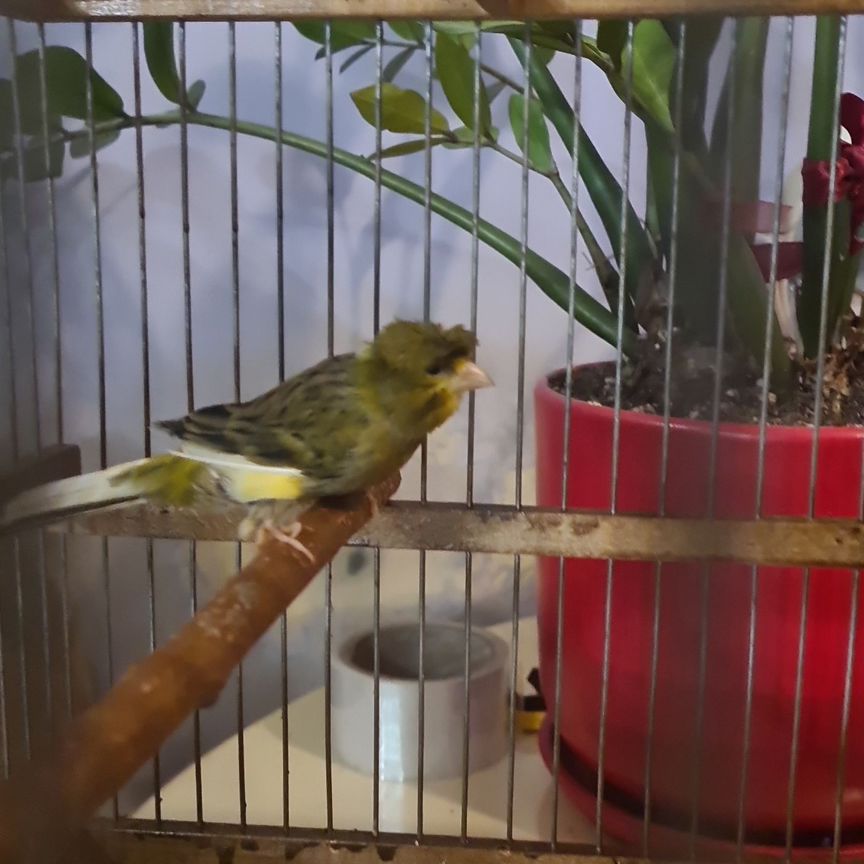 Кенара и канарейки