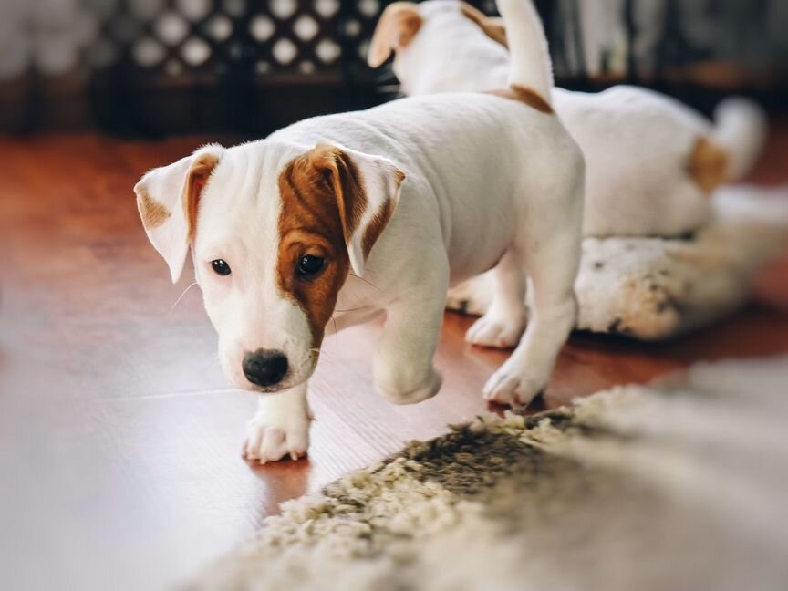 Джек рассел терьер