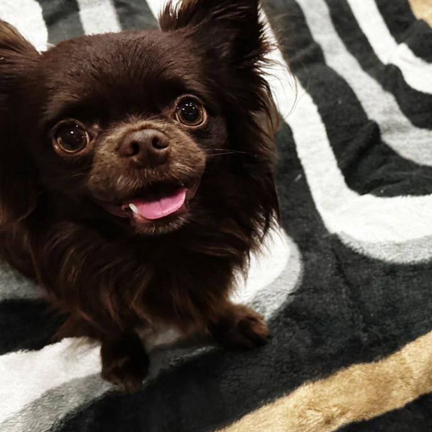 Вязка чихуахуа