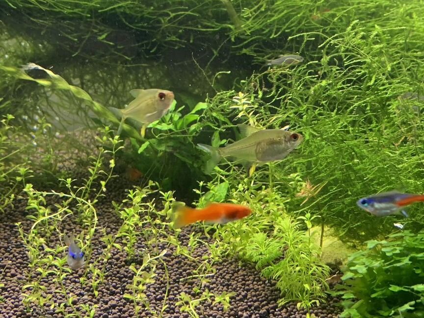 Лимонная тетра