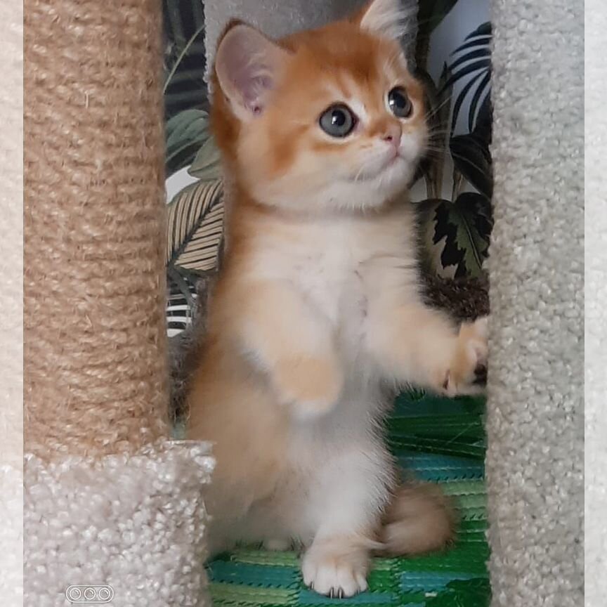 Британский короткошёрстный котёнок