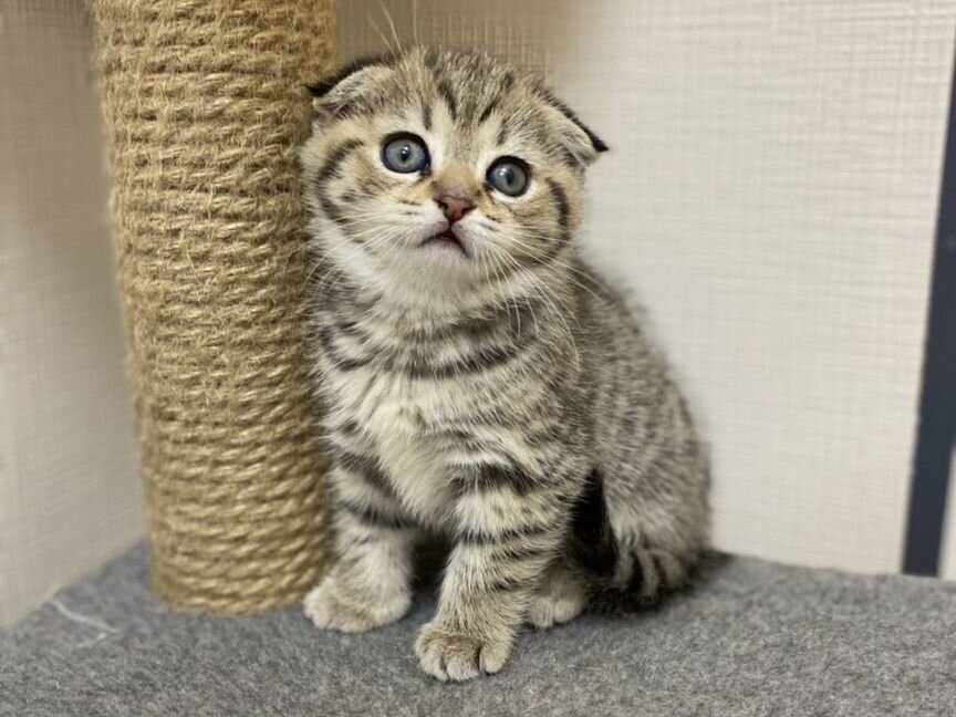 Шотландские вислоухие котята