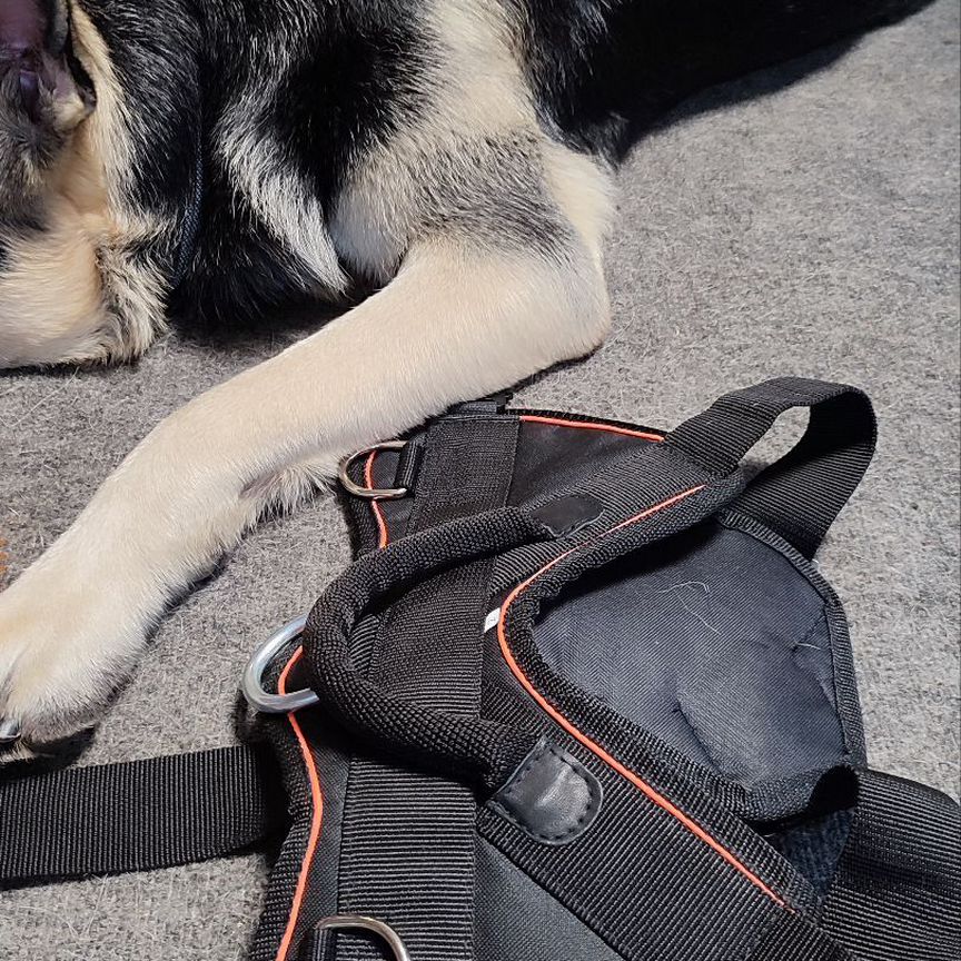 Шлейка для большой собаки