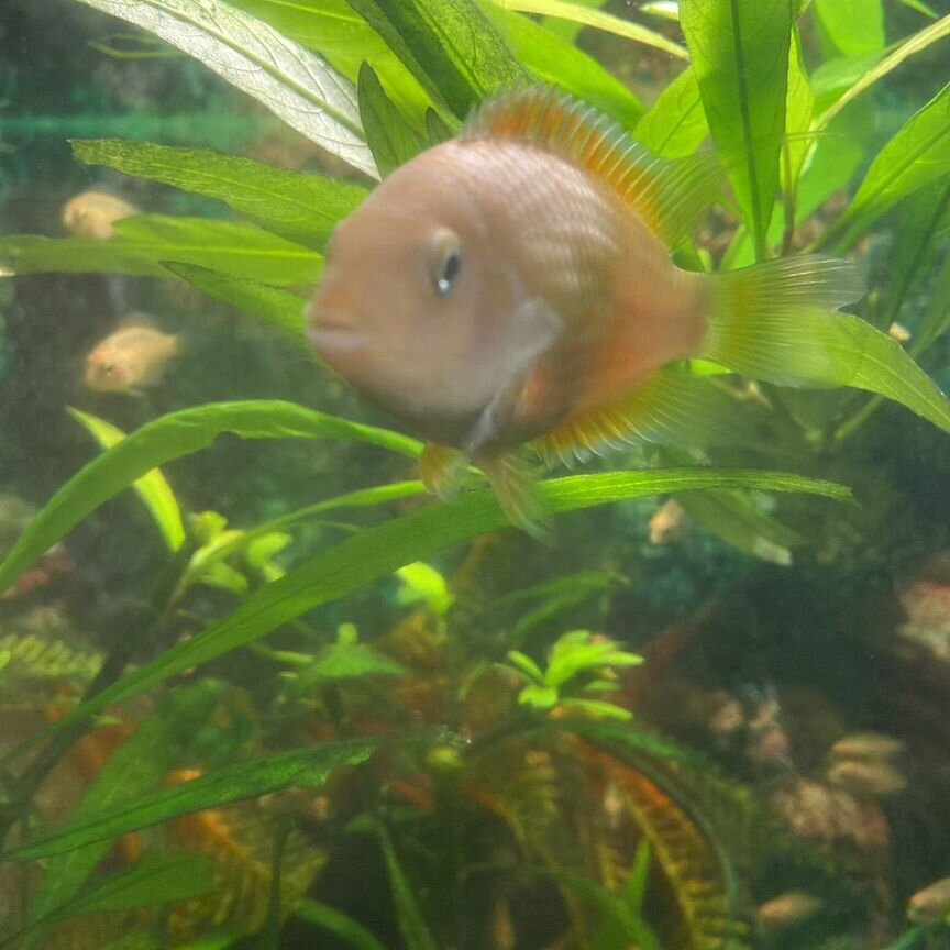 Аквариумные рыбки