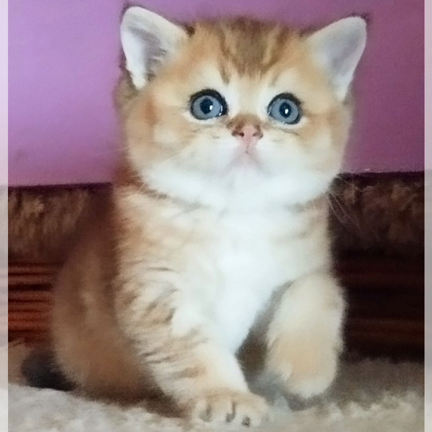 Британский короткошёрстный котёнок