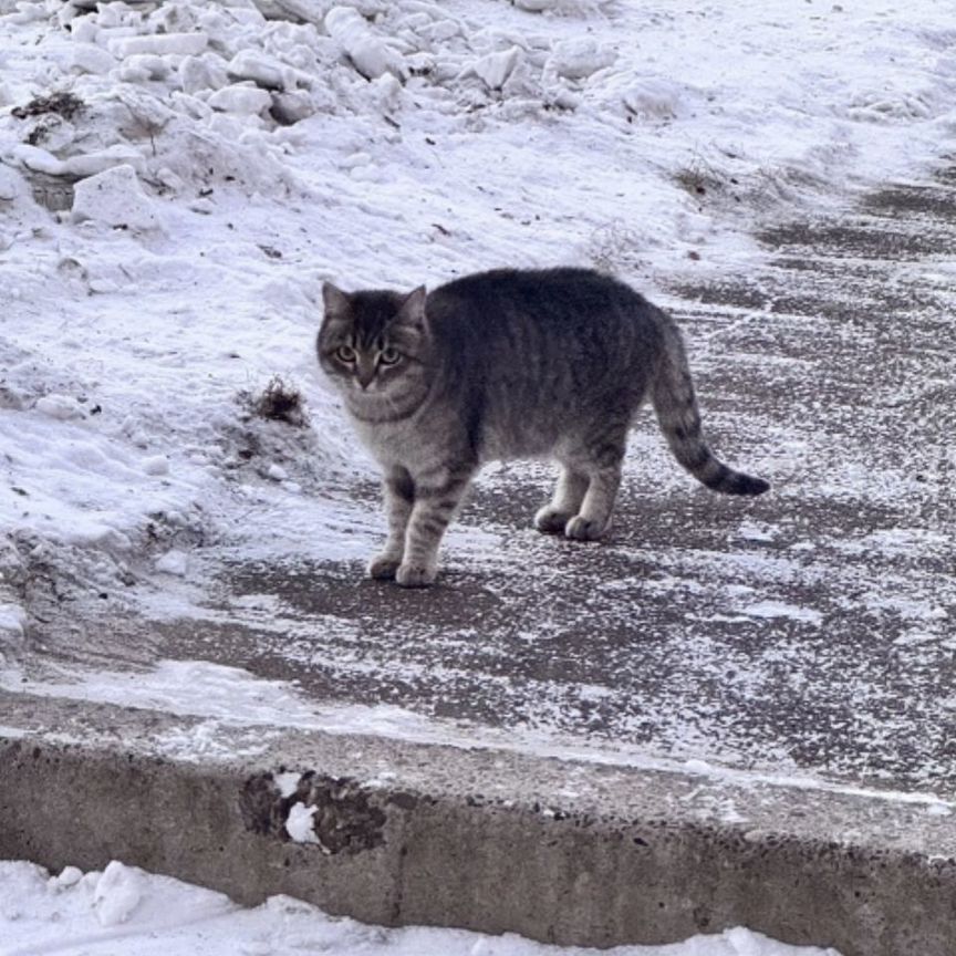 Кошечка ждёт спасения