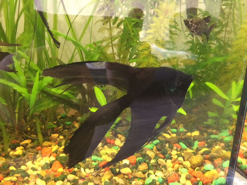 Скалярии вуалевые