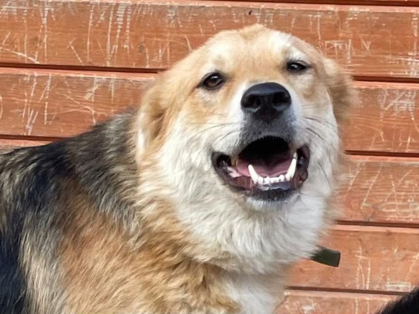 Собака улыбака по кличке Пальма