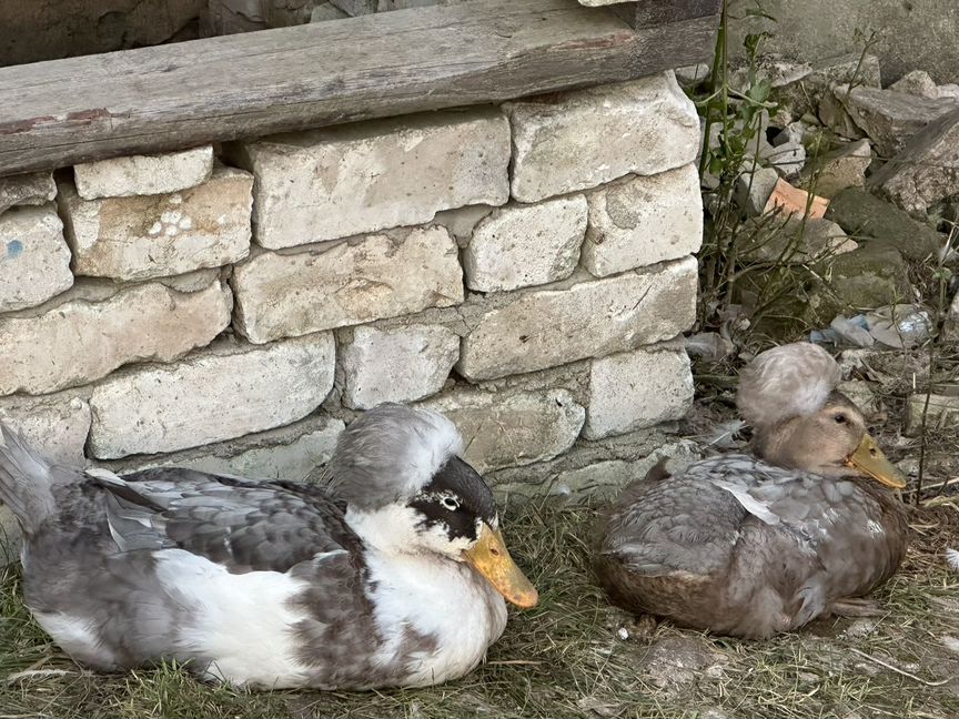 Утки хохлатые и мускусные