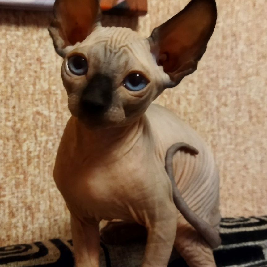 Канадский сфинкс кот