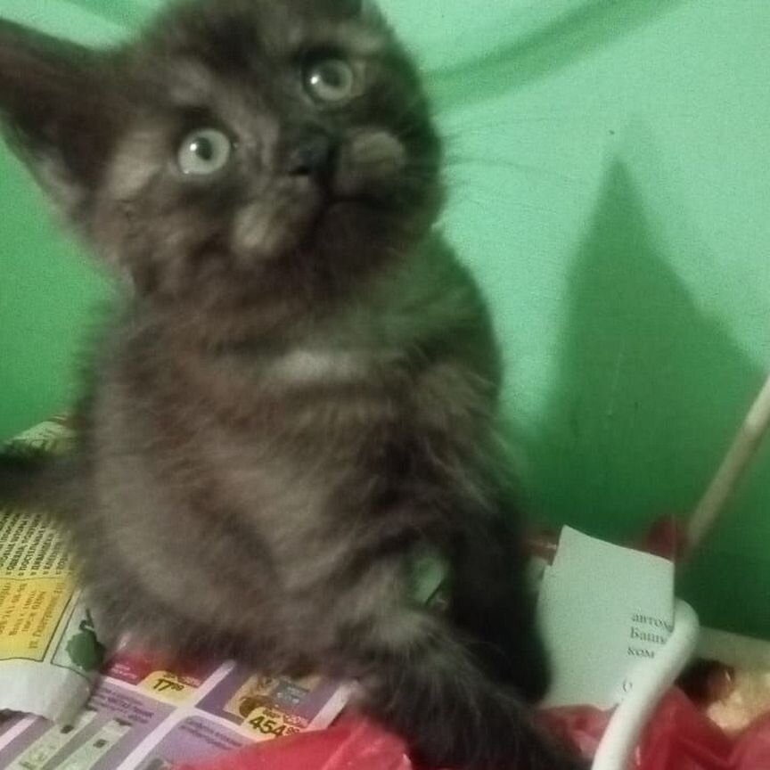 Котята шотландцы прямоухие