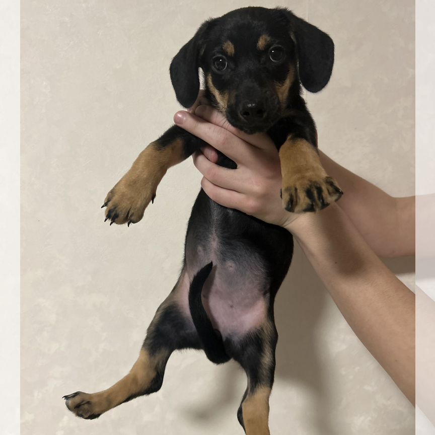 Такса, щенок