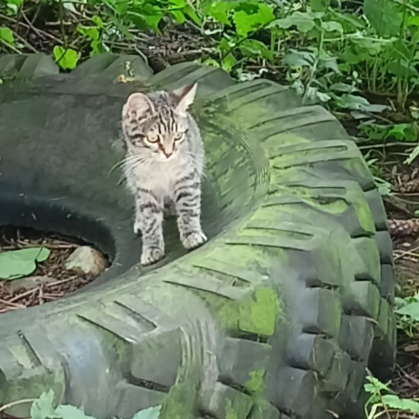 Котенок в добрые руки