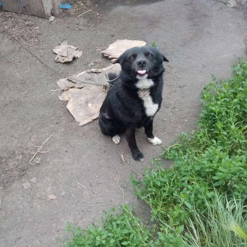 Пристраивается кобель