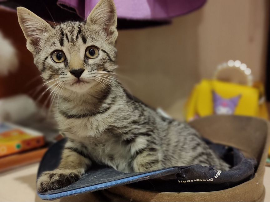 Кошка