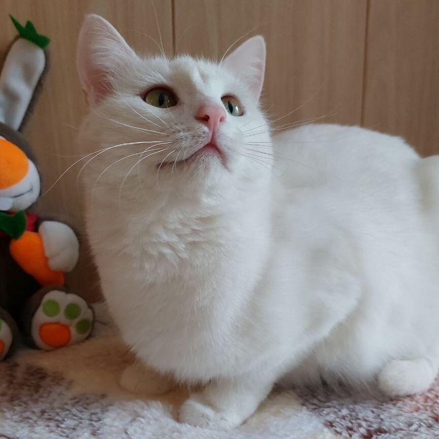 Белое облачко ищет любимых хозяев