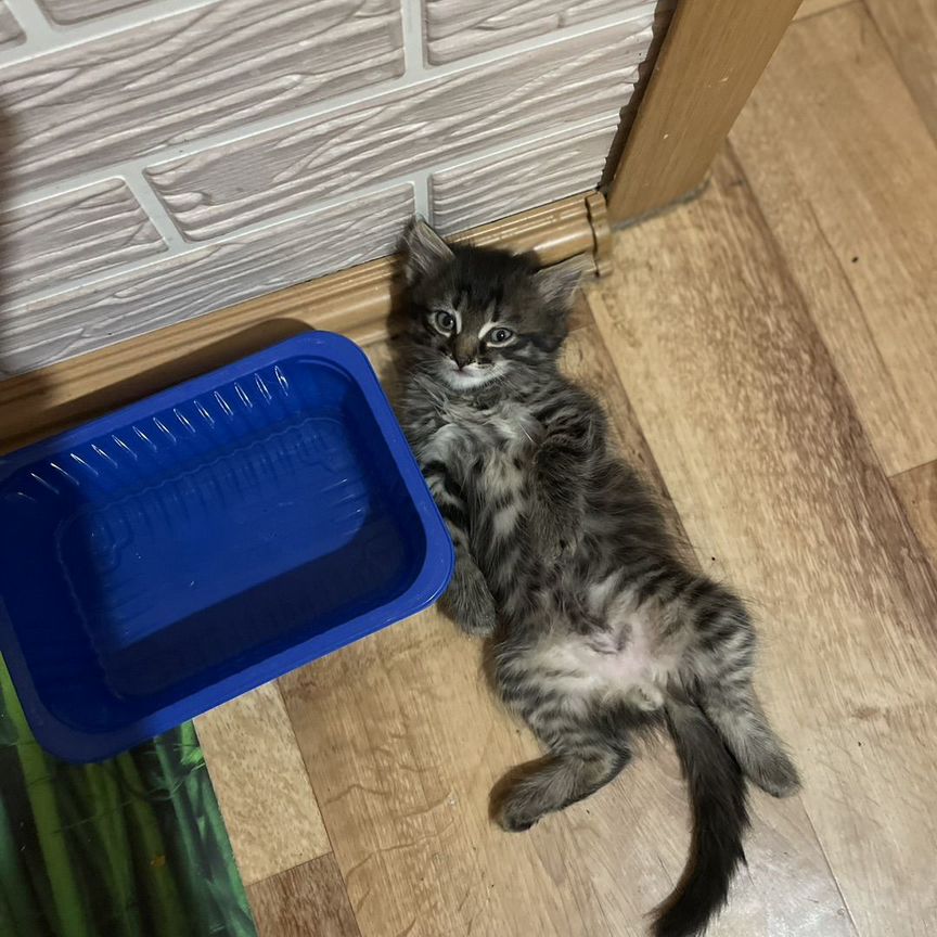 Котята в добрые руки мальчики