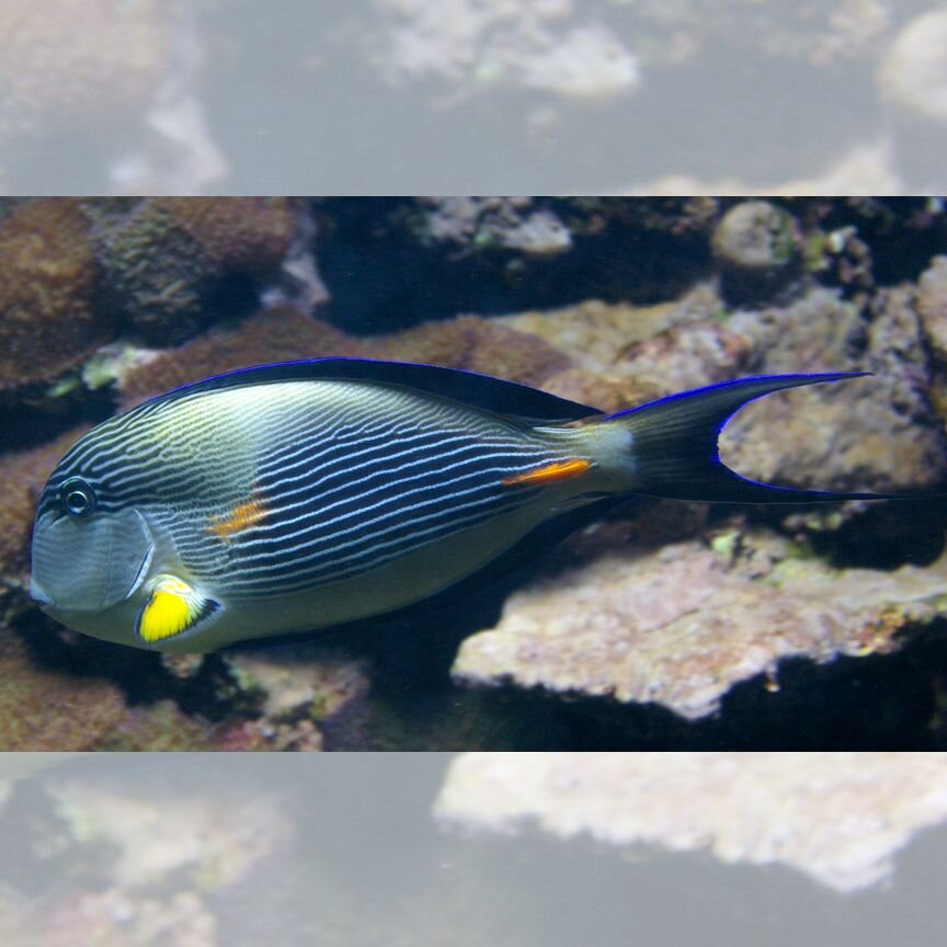 Хирург сохал, L/Acanthurus sohal Mer rouge