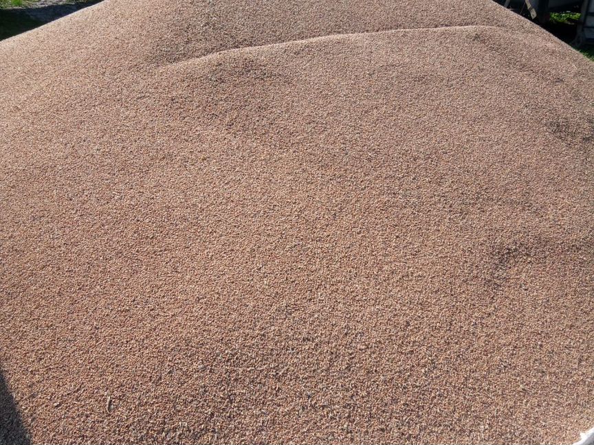 Зерно пшеница