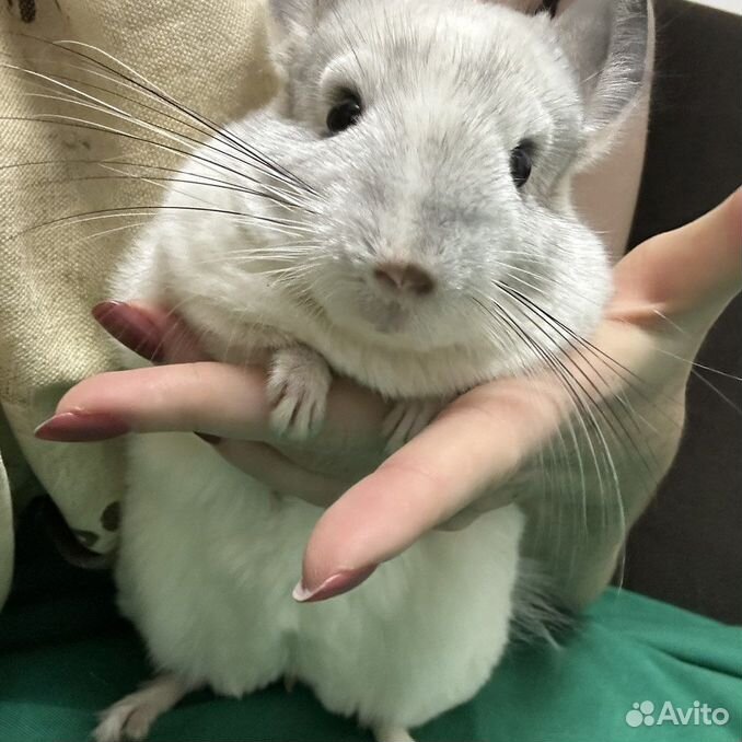 Шиншилла Белый Вильсон