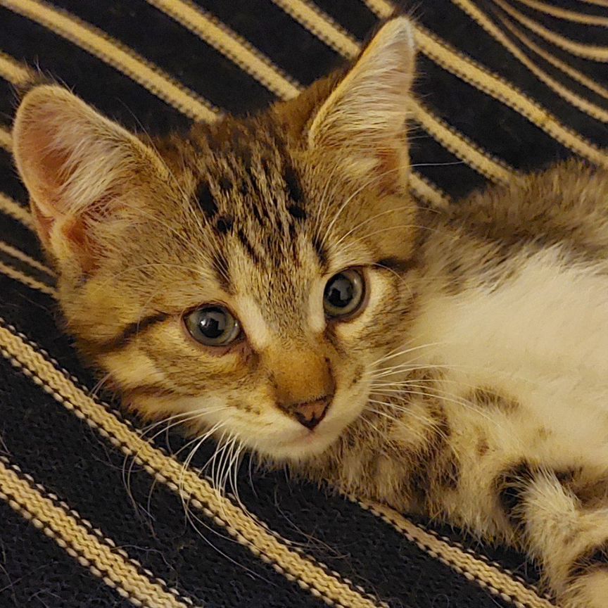 Домашний котенок