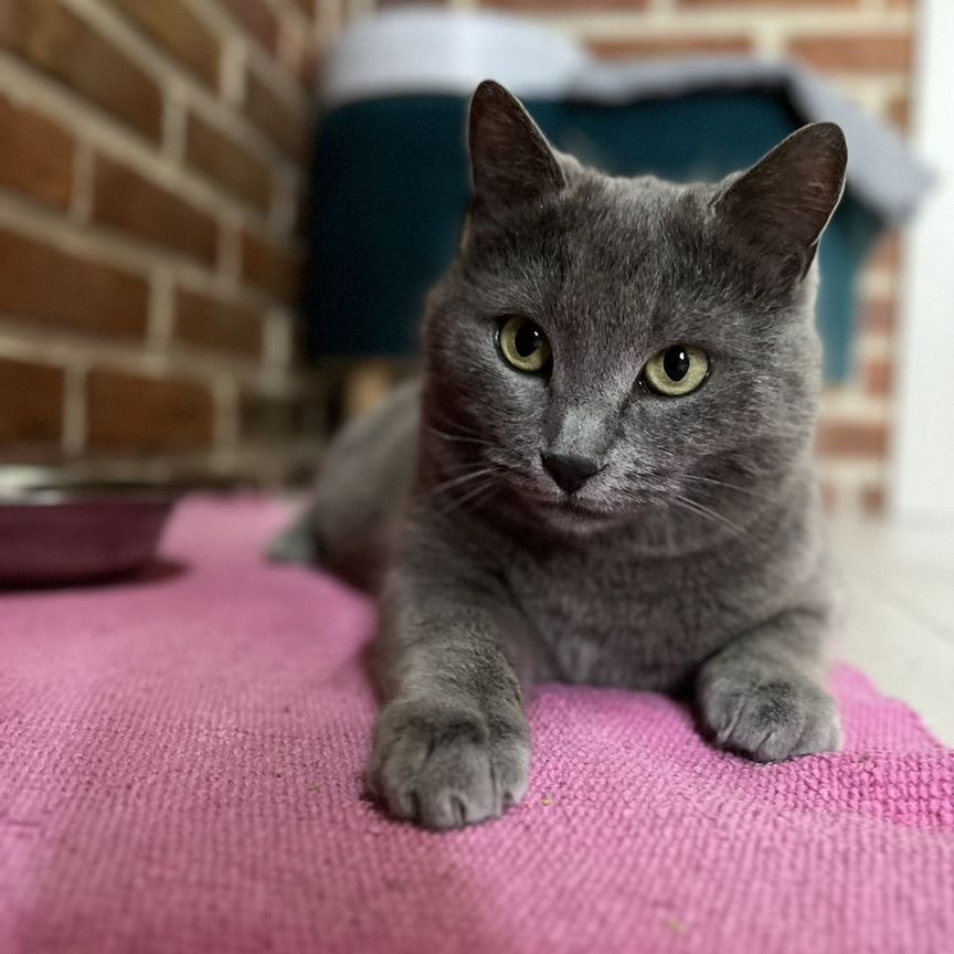 Стерилизованная кошечка Диана в добрые руки