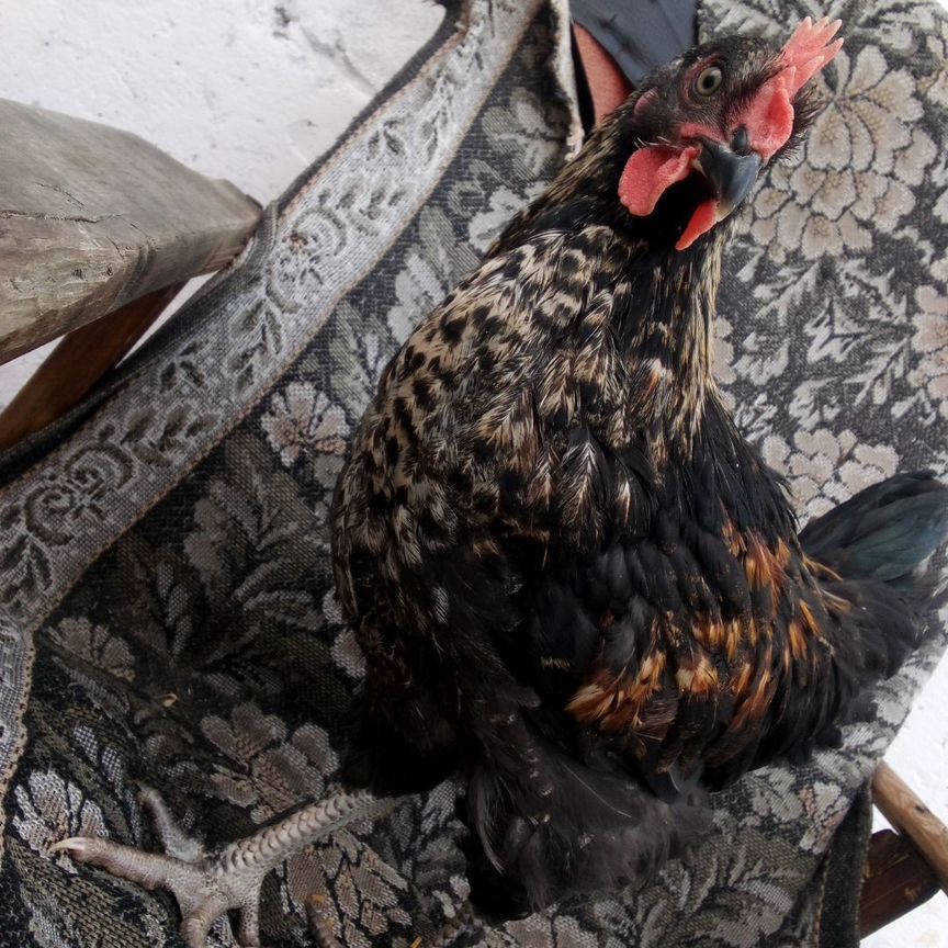 6 Петухов продам 500 разные окрасы