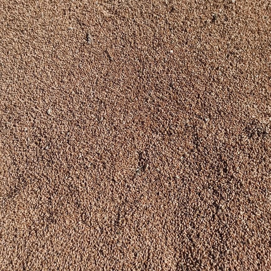 Зерно пшеница