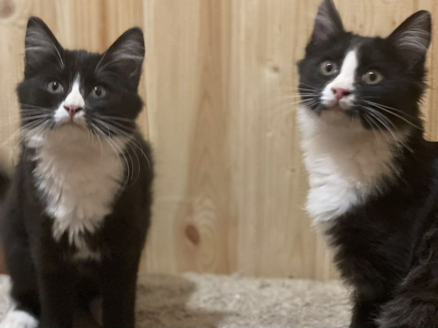 Котята турецкой ангоры Биколор