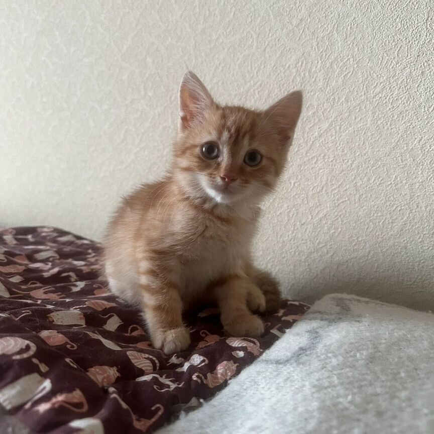 Очаровательный рыжик ищет дом