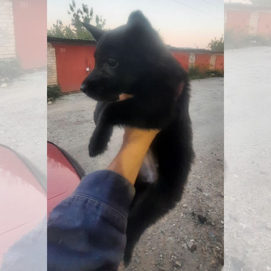 Щенки немецкой овчарки черные