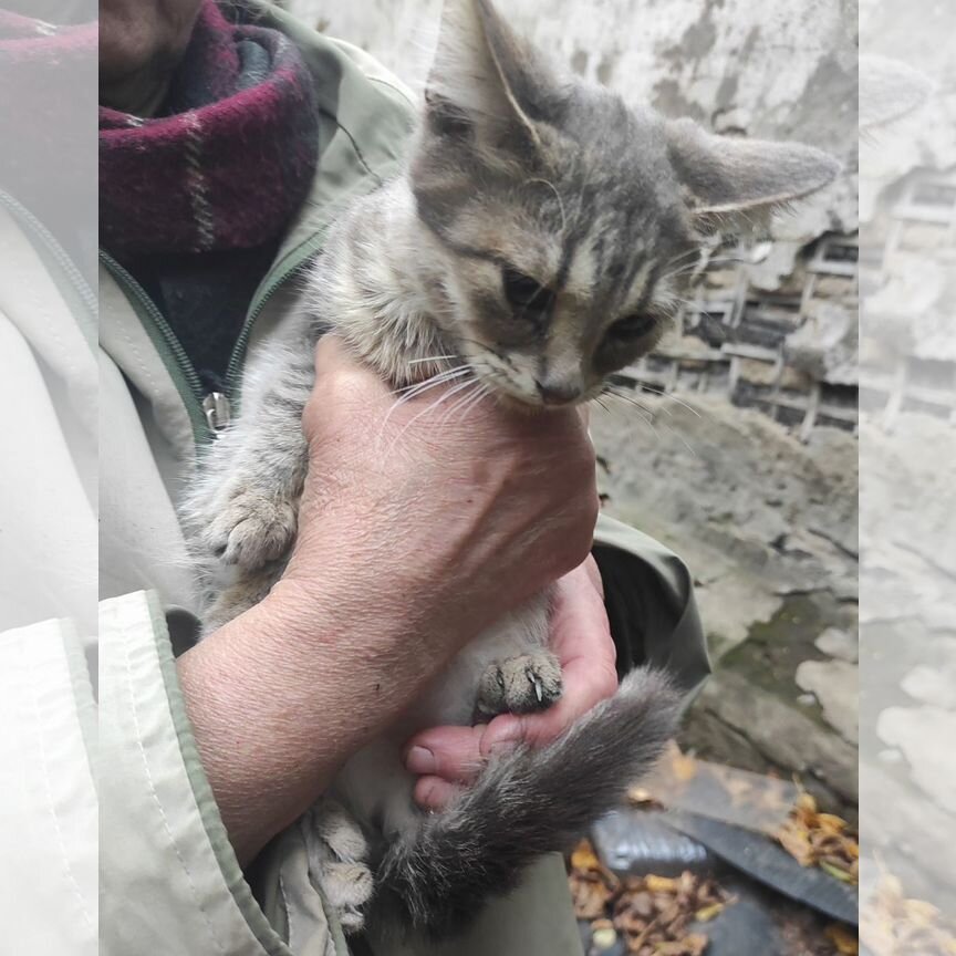 Котята выживают на заброшенке, мальчик 2,5 мес