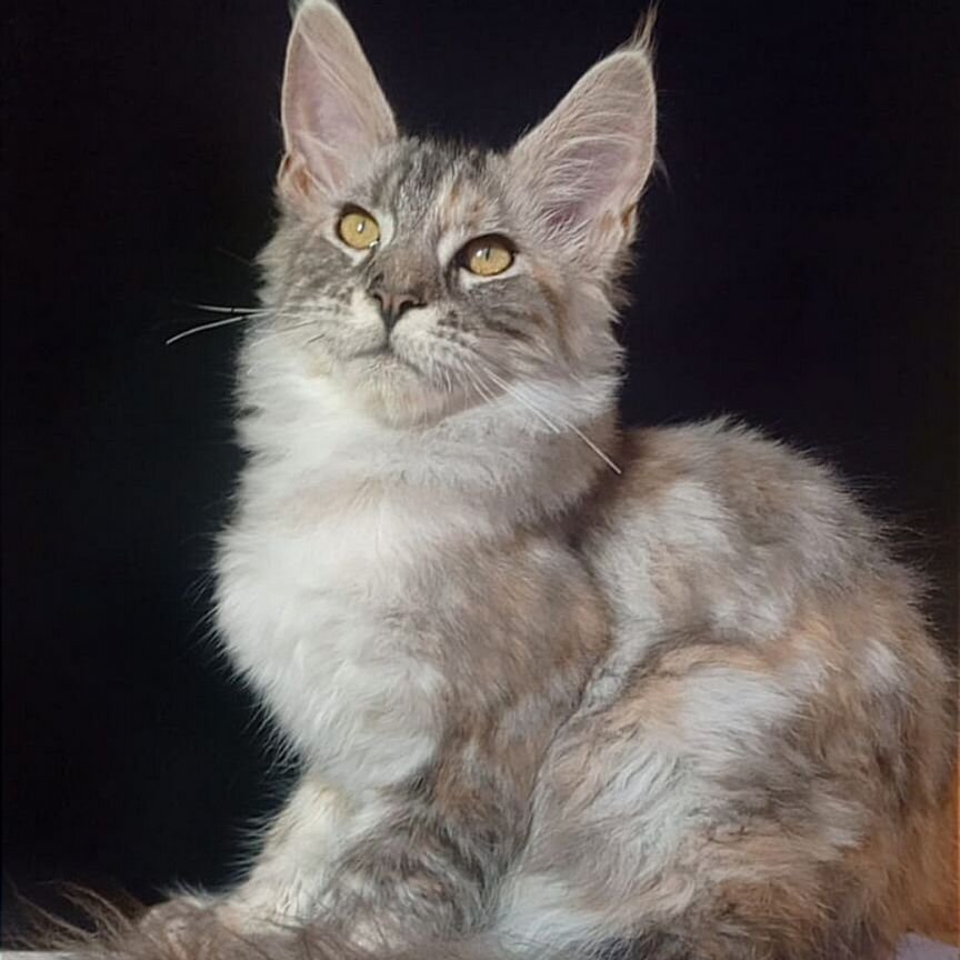 Кошечка гигант мейн-кун